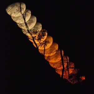 Moonset behind trees | Today's Image | EarthSky