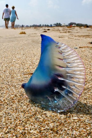 Lifeform of the week: Portuguese Man o’ War | Earth | EarthSky