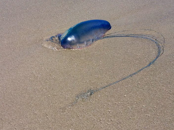 Lifeform of the week: Portuguese Man o’ War | Earth | EarthSky