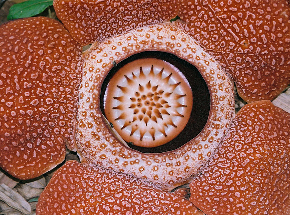 Lifeform of the week: Corpse flower | Earth | EarthSky