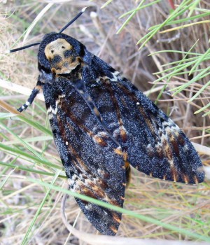 Lifeform of the week: Death's-head hawkmoth | Earth | EarthSky
