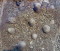 This dinosaur hatched its eggs like birds | Earth | EarthSky