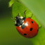Invasive ladybugs | Earth | EarthSky