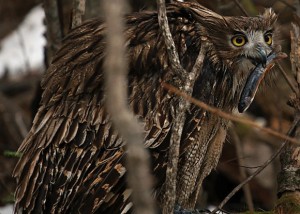 Giant owls need giant trees | Earth | EarthSky