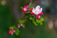 Bland, mushy apples a result of climate change | Earth | EarthSky