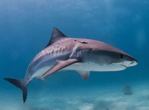 Tracking data reveals tiger shark migration in Hawaii on EarthSky ...