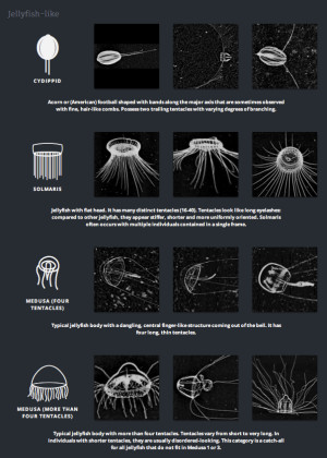 Help classify plankton in waters off southern California | Earth | EarthSky
