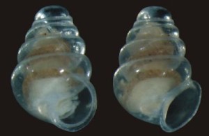 Translucent snail from the deepest cave in Croatia | Earth | EarthSky