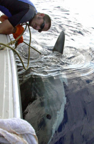 Tracking data reveals tiger shark migration in Hawaii on EarthSky ...