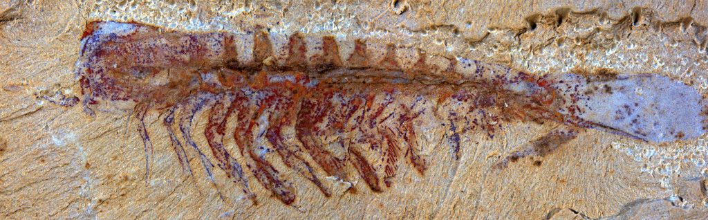 Fossil reveals earliest known central nervous system of an animal on ...