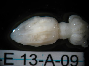 New species of anemone under Antarctic ice | Earth | EarthSky