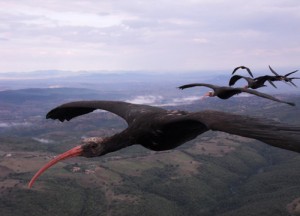How birds fly in V formation on EarthSky | Earth | EarthSky