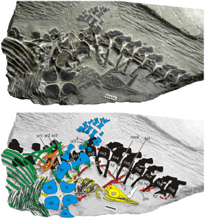 Fossil reveals earliest known live birth | Earth | EarthSky