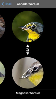 Identify 500 birds with new Birdsnap app | Earth | EarthSky