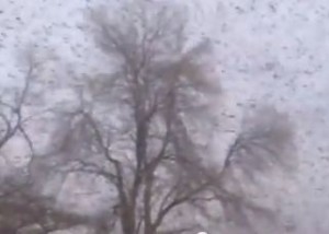 Video of incredible fly swarms happening this week in Wisconsin | Earth ...