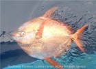 Opah, the first truly warm-blooded fish | Earth | EarthSky