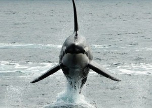 Video: Paddle boarders meet orcas | Earth | EarthSky