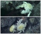 Yeti crabs thrive in hot ocean vents near Antarctica | Earth | EarthSky