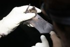 Bats also face chemical threats | Earth | EarthSky