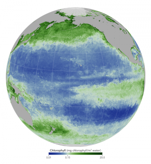 El Niño already disrupting ocean food web | Earth | EarthSky