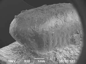 Cockroach egg impressions from 4,300 years ago | Human World | EarthSky