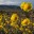 Rare superbloom in California's Death valley | Earth | EarthSky
