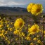 Rare superbloom in California's Death valley | Earth | EarthSky