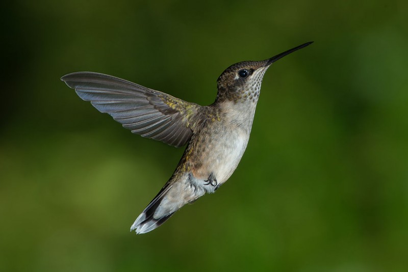 Juvenile_Male_Ruby-throated_Hummingbird | EarthSky