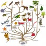 New tree of life doesn't look as you'd imagine | Earth | EarthSky