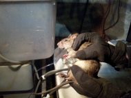 Lifeform of the week: Rats | Earth | EarthSky