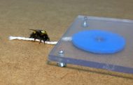 Bees can learn to pull strings for food | Earth | EarthSky