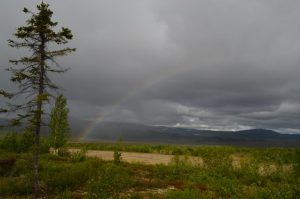 Signs of climate change at Arctic tree line | Earth | EarthSky