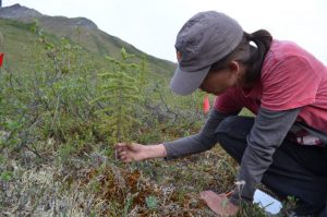 Signs of climate change at Arctic tree line | Earth | EarthSky