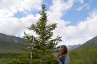 Signs of climate change at Arctic tree line | Earth | EarthSky