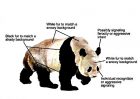 Why Pandas Are Black And White Earth EarthSky Why Pandas Are Black And White Earth EarthSky