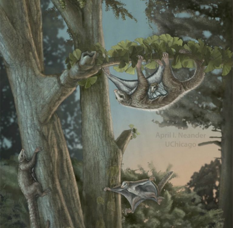 Earliest flying mammals discovered