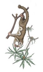 Earliest flying mammals discovered