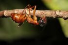 What makes zombie ants obey | Earth | EarthSky