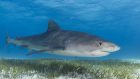 How tiger sharks are helping seagrass | Earth | EarthSky