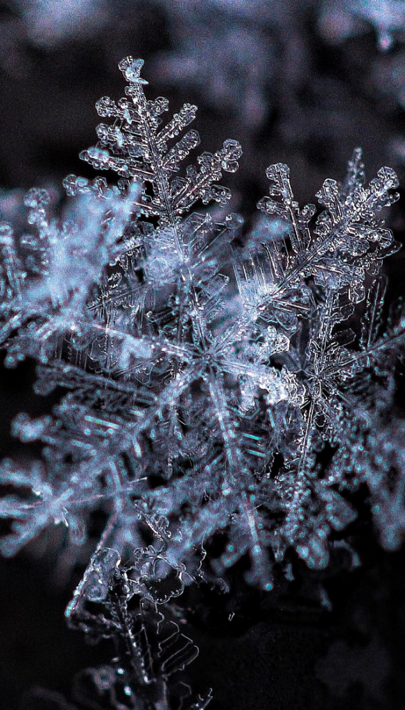 A few favorite snowflake photos | Earth | EarthSky