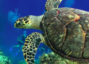 How did turtles get their shells? | Earth | EarthSky