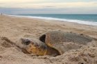These sea turtles use magnetic fields like GPS | Earth | EarthSky