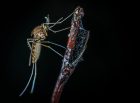 Will your summer will be full of mosquitoes? | Earth | EarthSky
