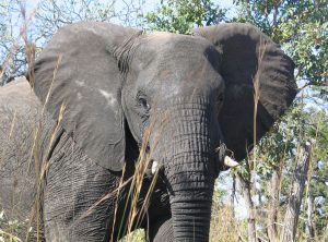 The unique elephant brain | Earth | EarthSky