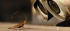 Could cockroaches survive a nuclear apocalypse? | Earth | EarthSky