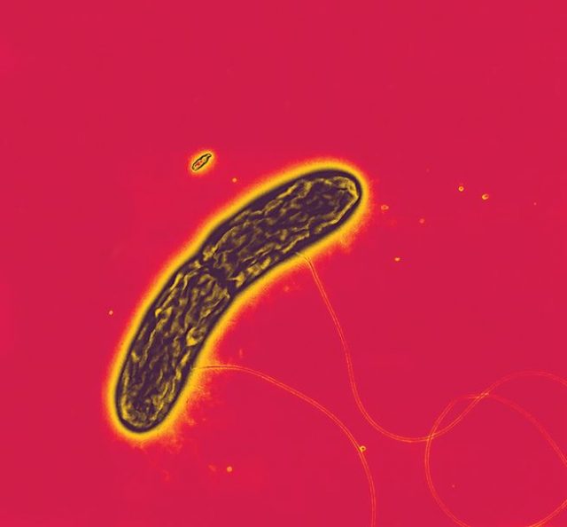 These bacteria eat and breathe electricity | Earth | EarthSky