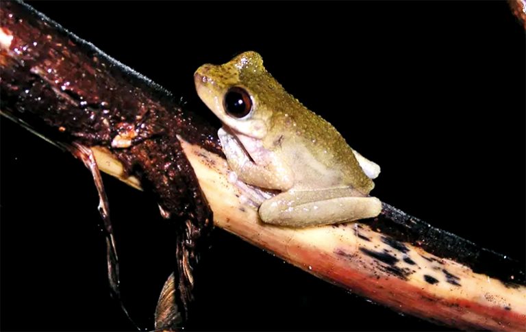 Fungal disease killing off frogs, toads, salamanders worldwide | Earth ...