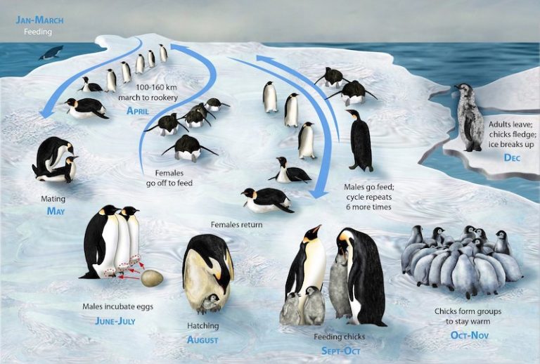 EarthSky | Emperor penguins are good dads