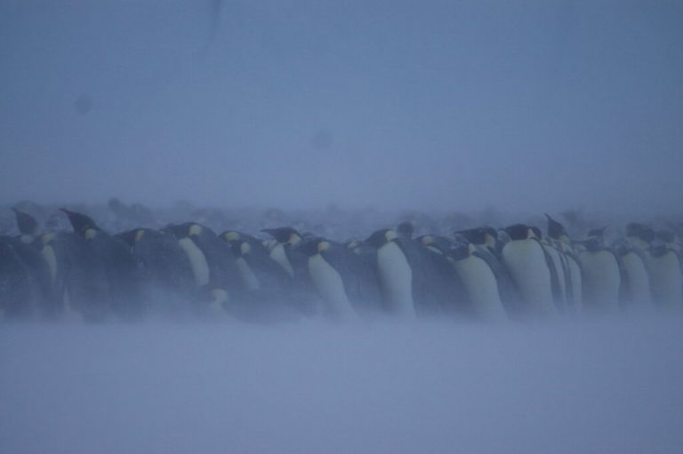 EarthSky | Emperor penguins are good dads