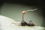 Zombie ants revisited | Earth | EarthSky